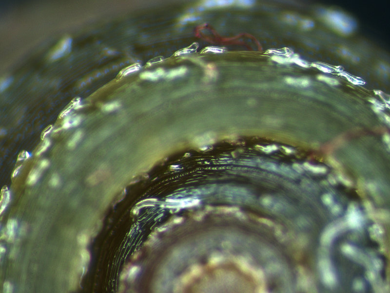 Schizaea bifida - The University of Auckland